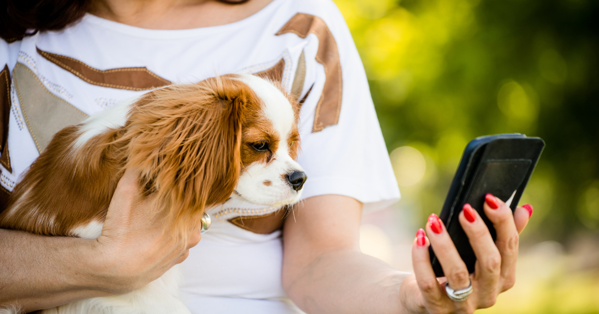 How To Launch a Successful Mobile Dog Gym