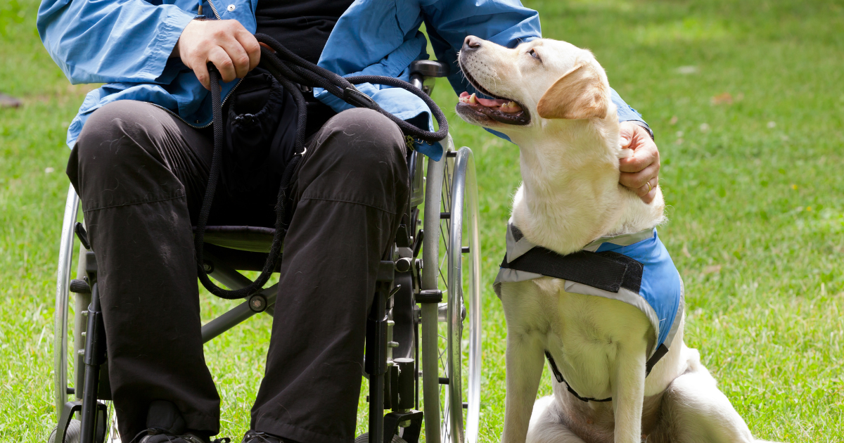 Everything To Know About Service Dog Training