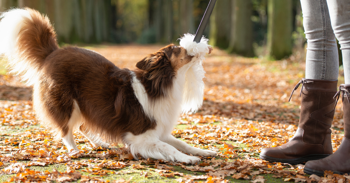 How To Book More Clients In Your Dog Training Classes
