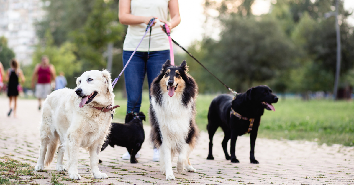 Have You Outgrown Rover? Here's How to Grow A Six-Figure Dog Walking ...