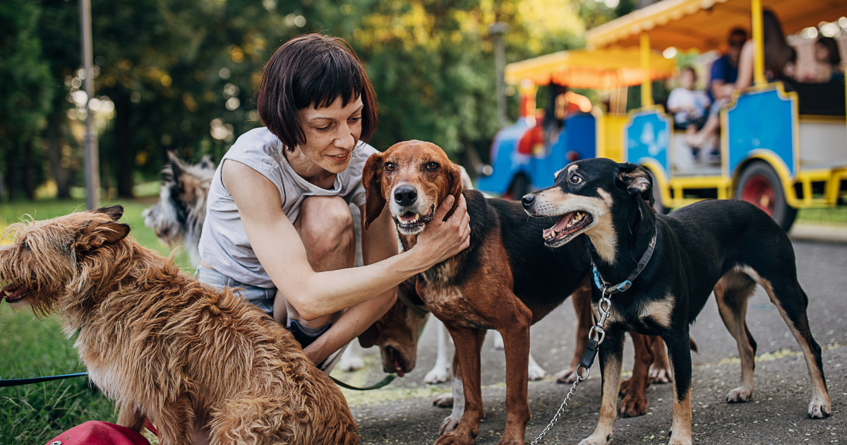 Have You Outgrown Rover? Here's How to Grow A Six-Figure Dog Walking ...