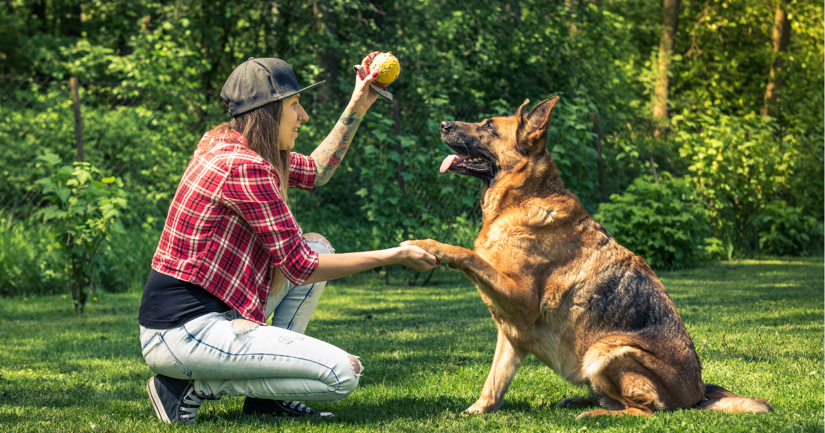 5 Must-Have Pieces of Dog Training Equipment for Your Business